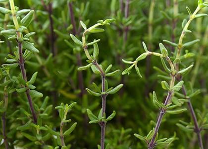 Tijm - Just Benelux - Kruidenencyclopedie